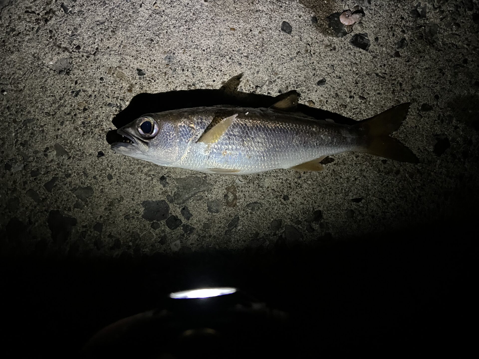 gnomefish - ヒロロの釣り放浪記